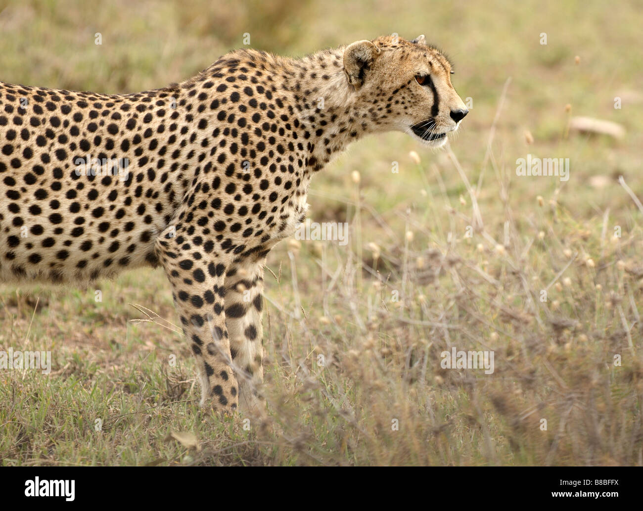 The cheetah fastest land animal from the cat family Stock Photo - Alamy