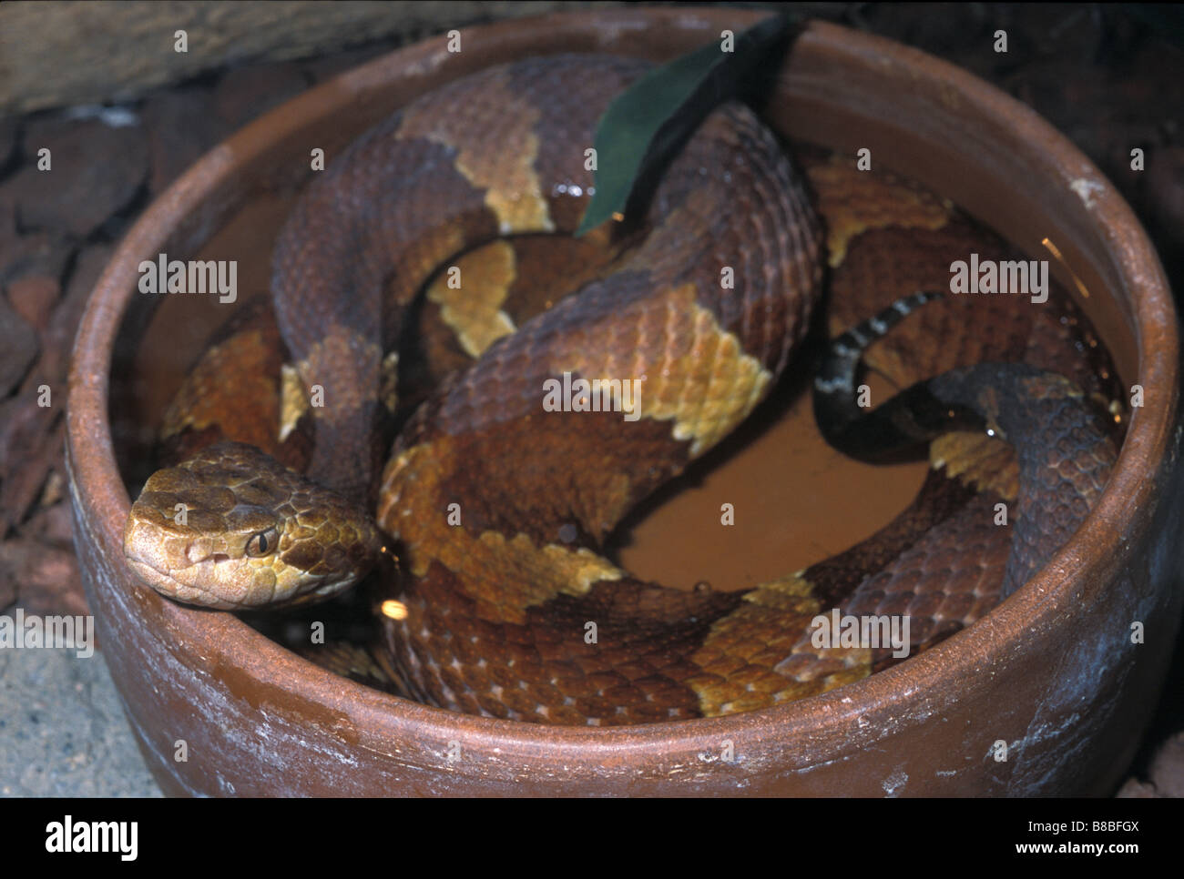 Agkistrodon contortrix mokasen, Northern Copperhead, Usa, Crotalidae ...