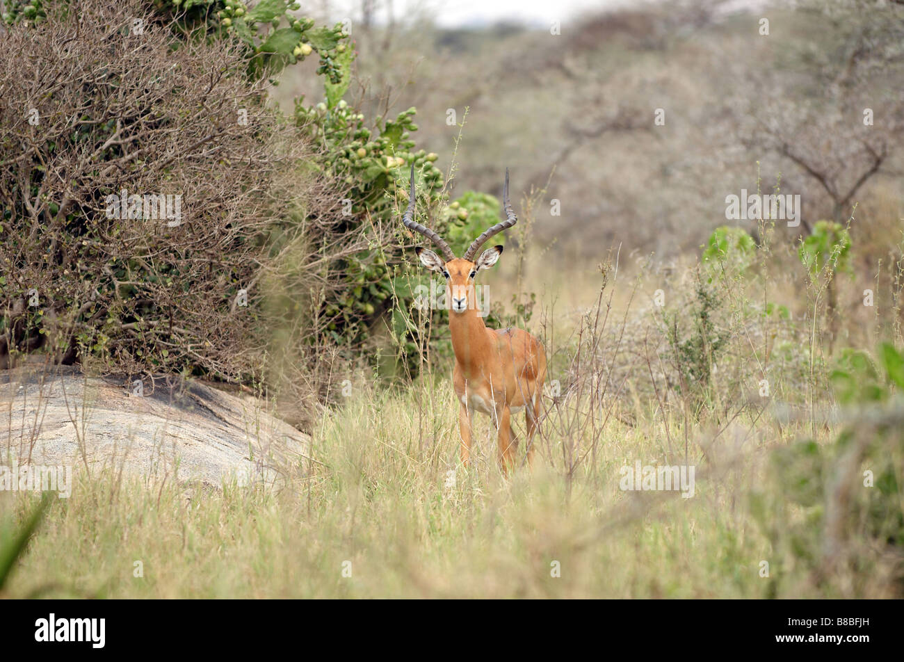 Impala medium sized African antelope Stock Photo - Alamy