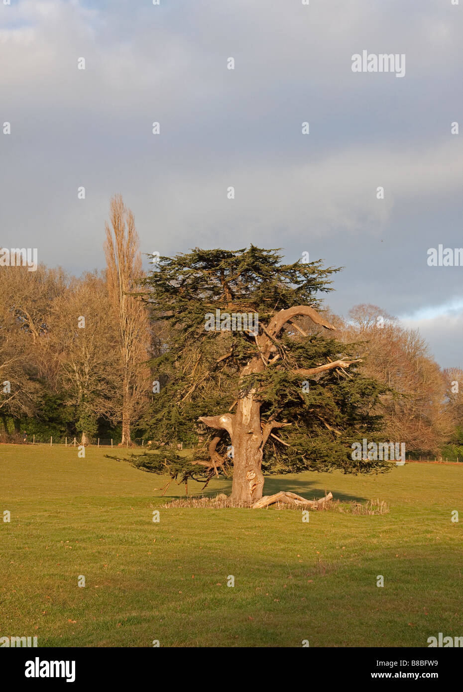 Yew tree winter bark hi-res stock photography and images - Alamy