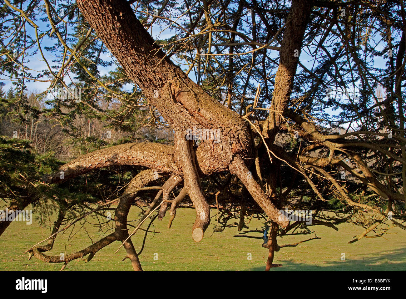 Gnarled tree branch hi-res stock photography and images - Alamy