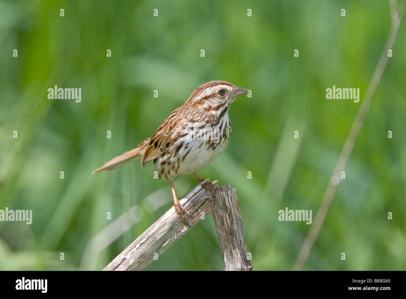 Song Sparrow Melospiza melodia Danville Virginia United States 8 May ...