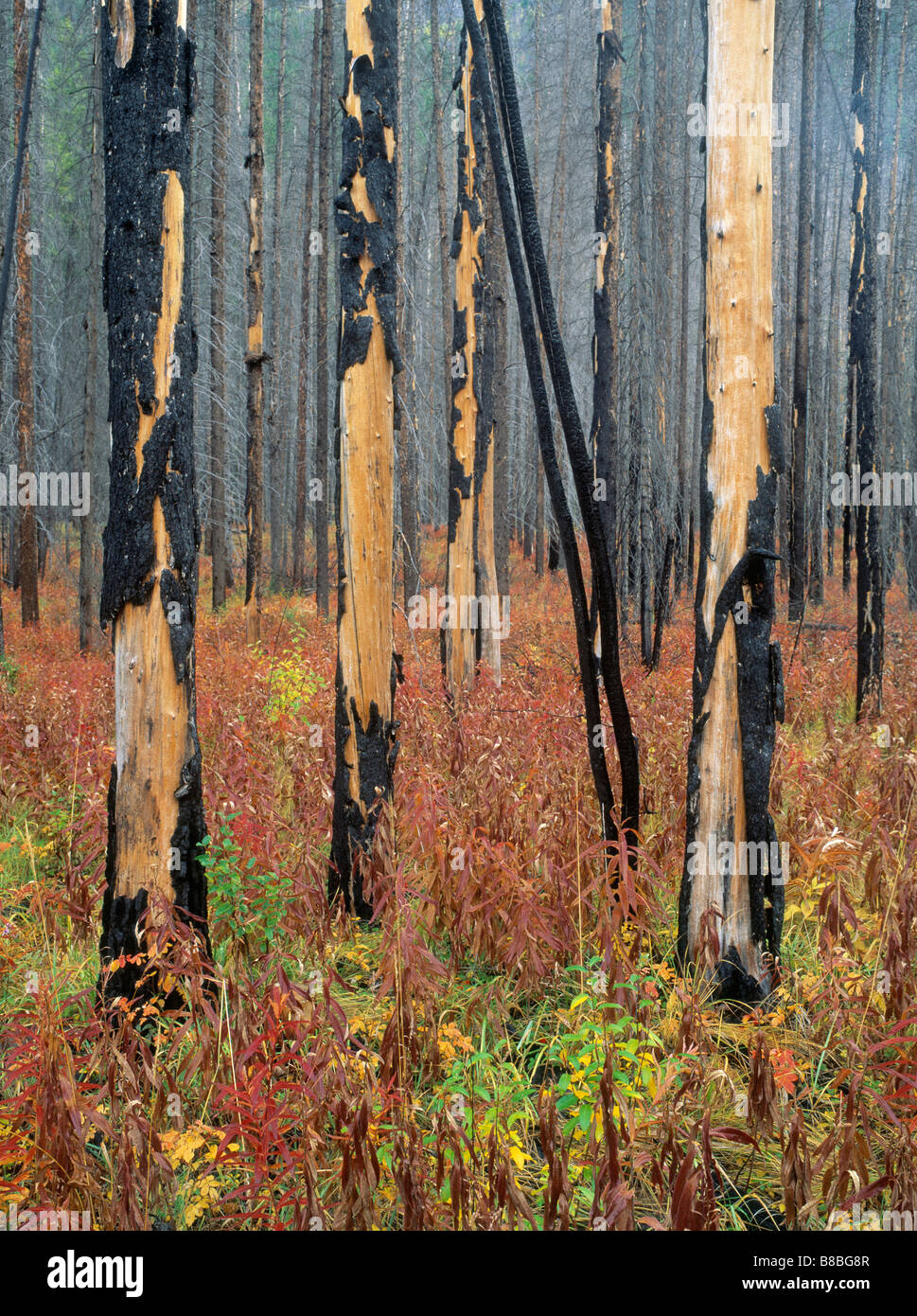 Fireweed fall colours Sawback, Banff National Park, Alberta Canada ...