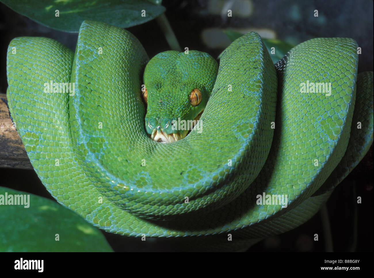 Australia snakes snake reptiles reptile horizontal roberto nistri hi ...