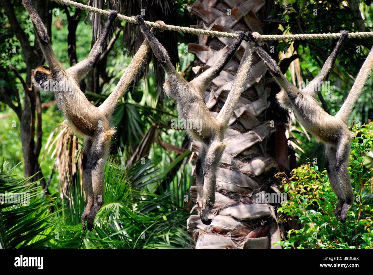 Spider monkeys hi-res stock photography and images - Alamy