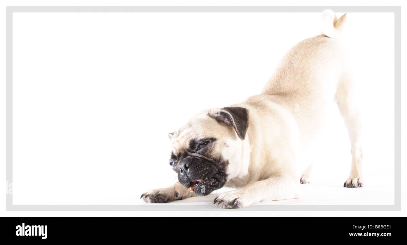 Full body pug puppy hi-res stock photography and images - Alamy