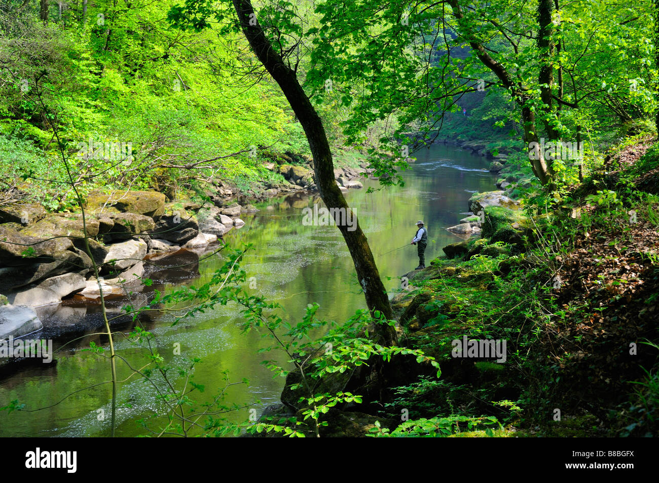 Fly Fishing in the beautiful valley of the River Wharfe at Bolton Abbey ...