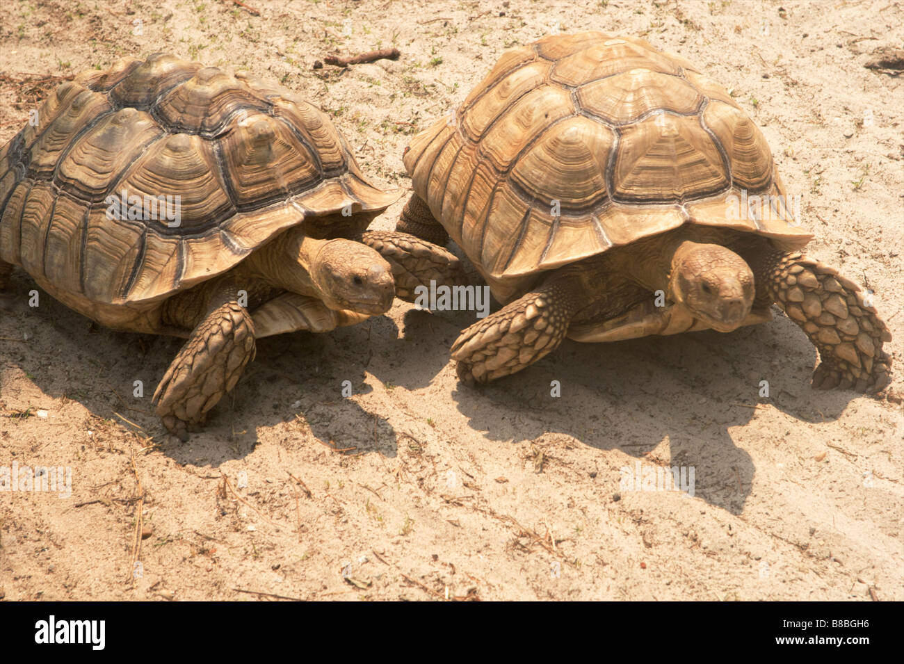 pair of two large brown turtles Stock Photo - Alamy