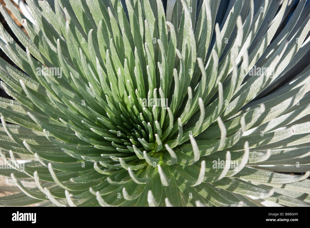 Sword like leaves of ahinahina plant hi-res stock photography and ...