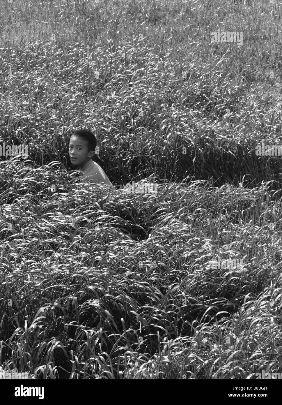 Kid playing and hidden in a field in south China Stock Photo - Alamy