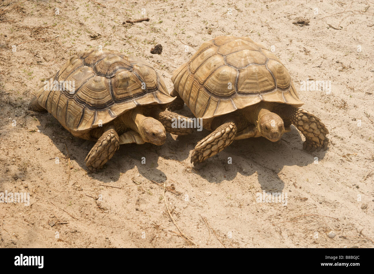 pair of two large brown turtles Stock Photo - Alamy