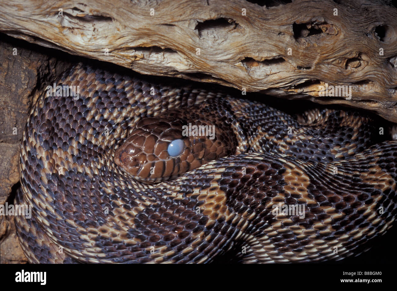 California gopher snake Pituophis melanoleucus sloughing, Colubridae ...