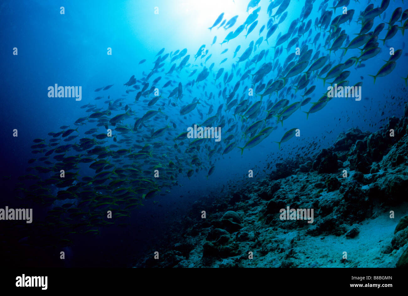 Swim over the reef in the maldives caesionidae ocean fish hi-res stock ...