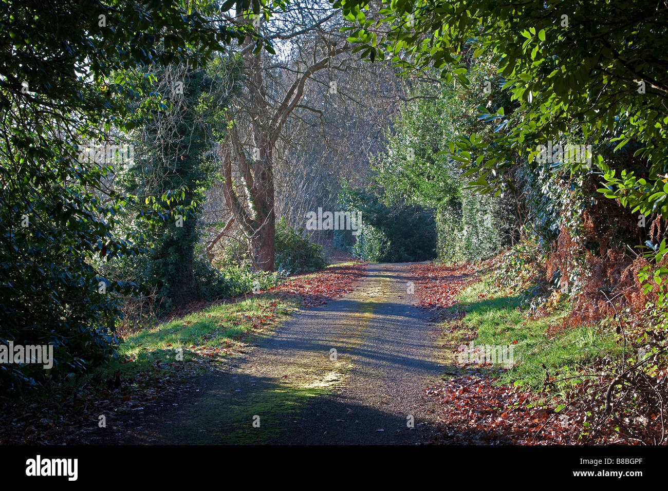 Beautiful country lane lined by trees Stock Photo - Alamy