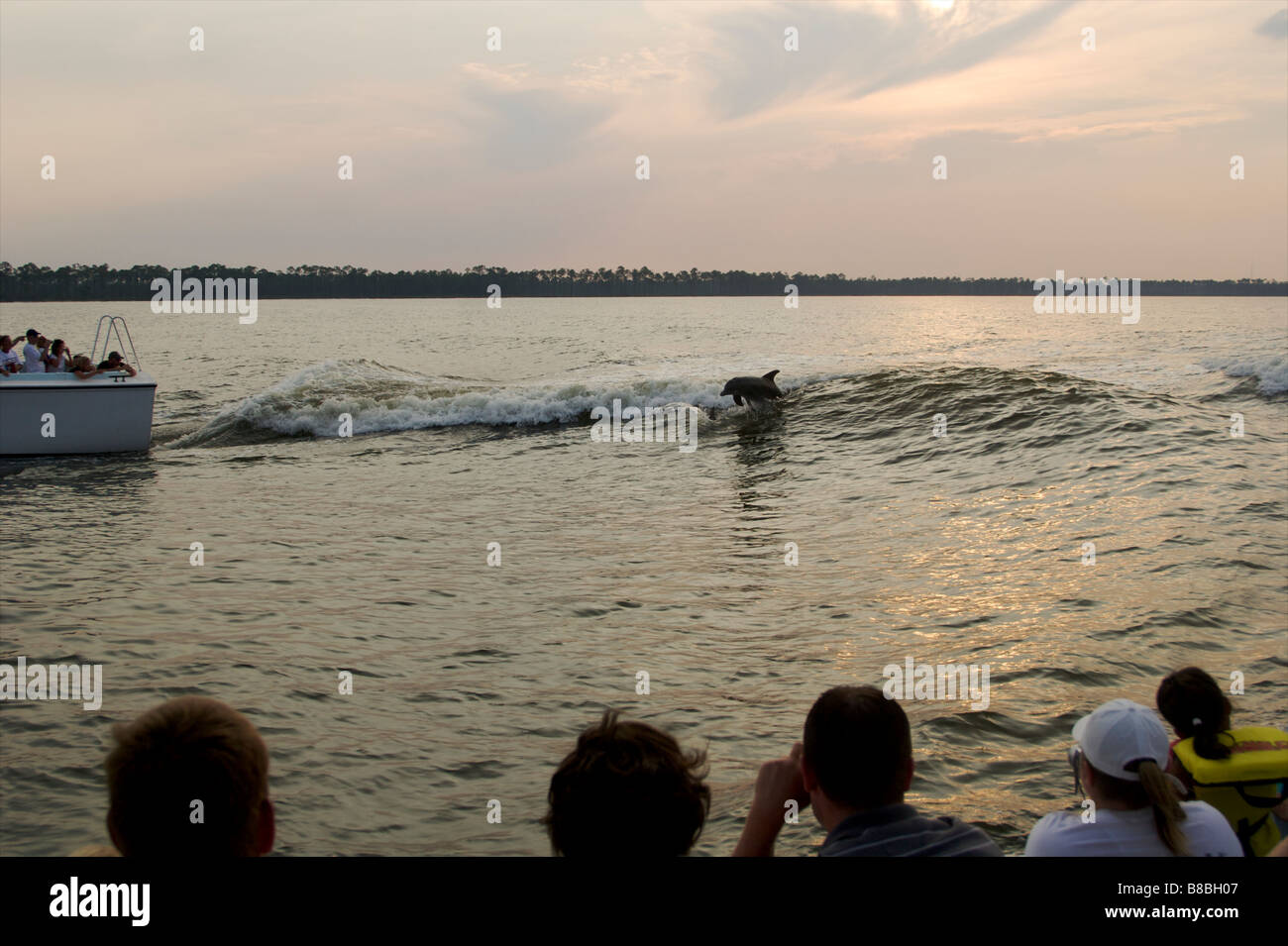 people watching dolphin jump through waves Stock Photo - Alamy