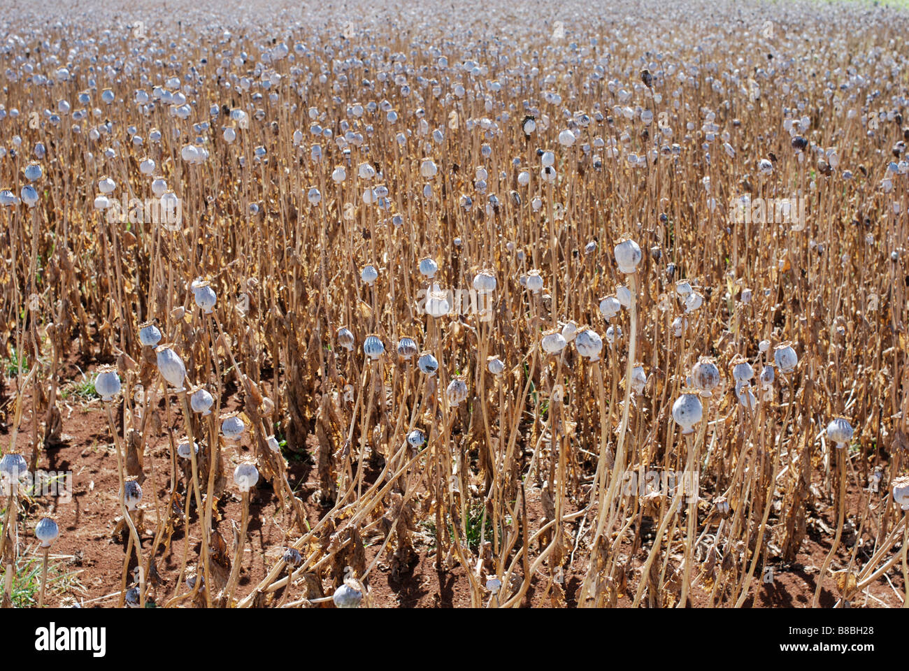 Tasmania produces approximately 50 of the world s legal poppy crop for ...