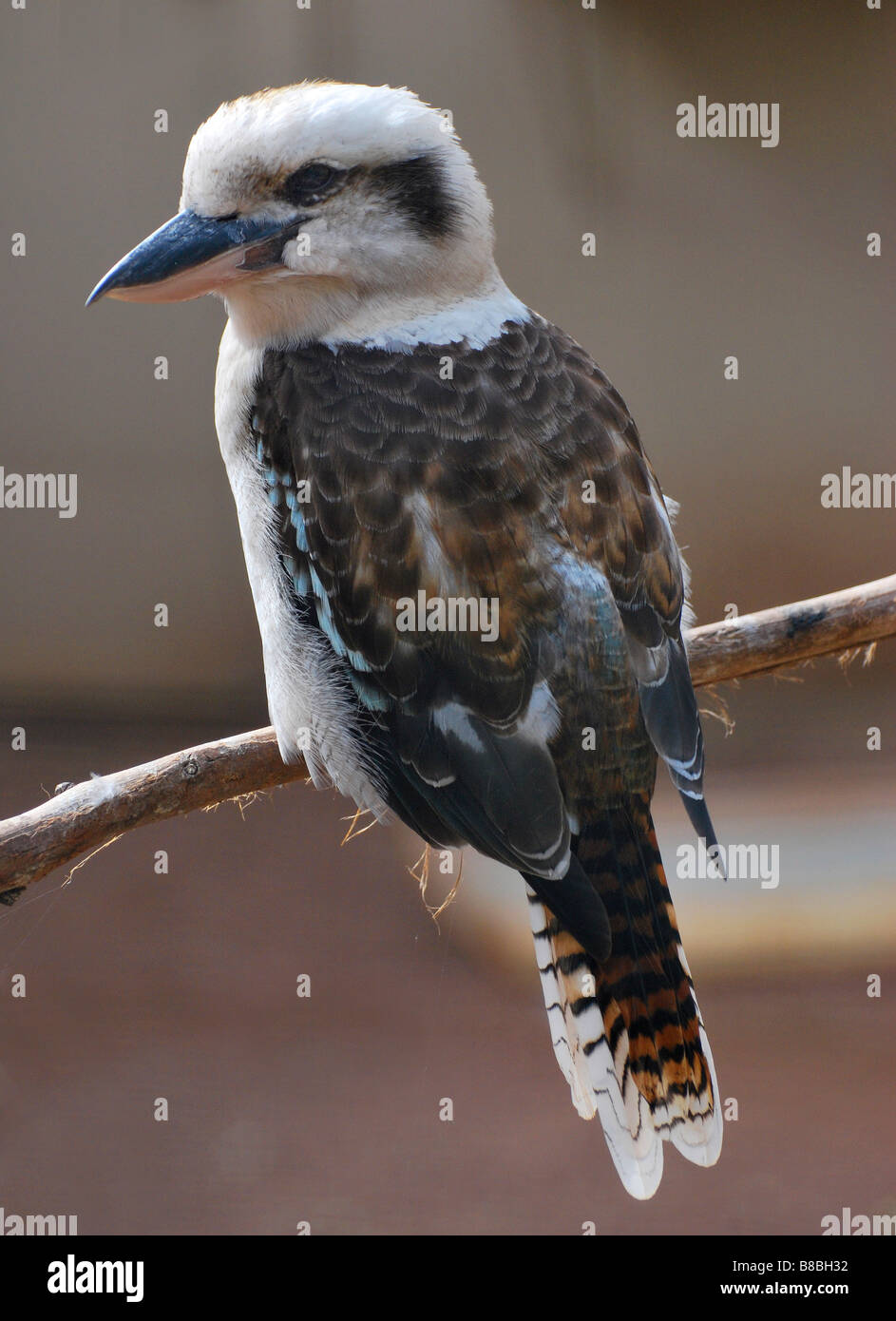 Kookaburra - Australian Bird Stock Photo - Alamy