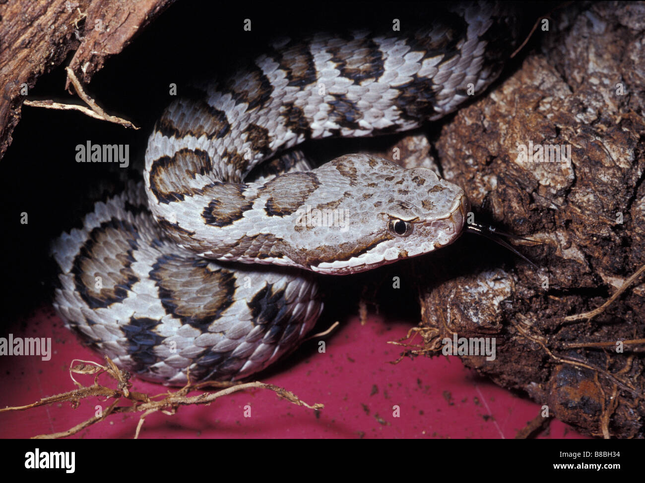 Asp viper vipera aspis hubi vipera hi-res stock photography and images ...