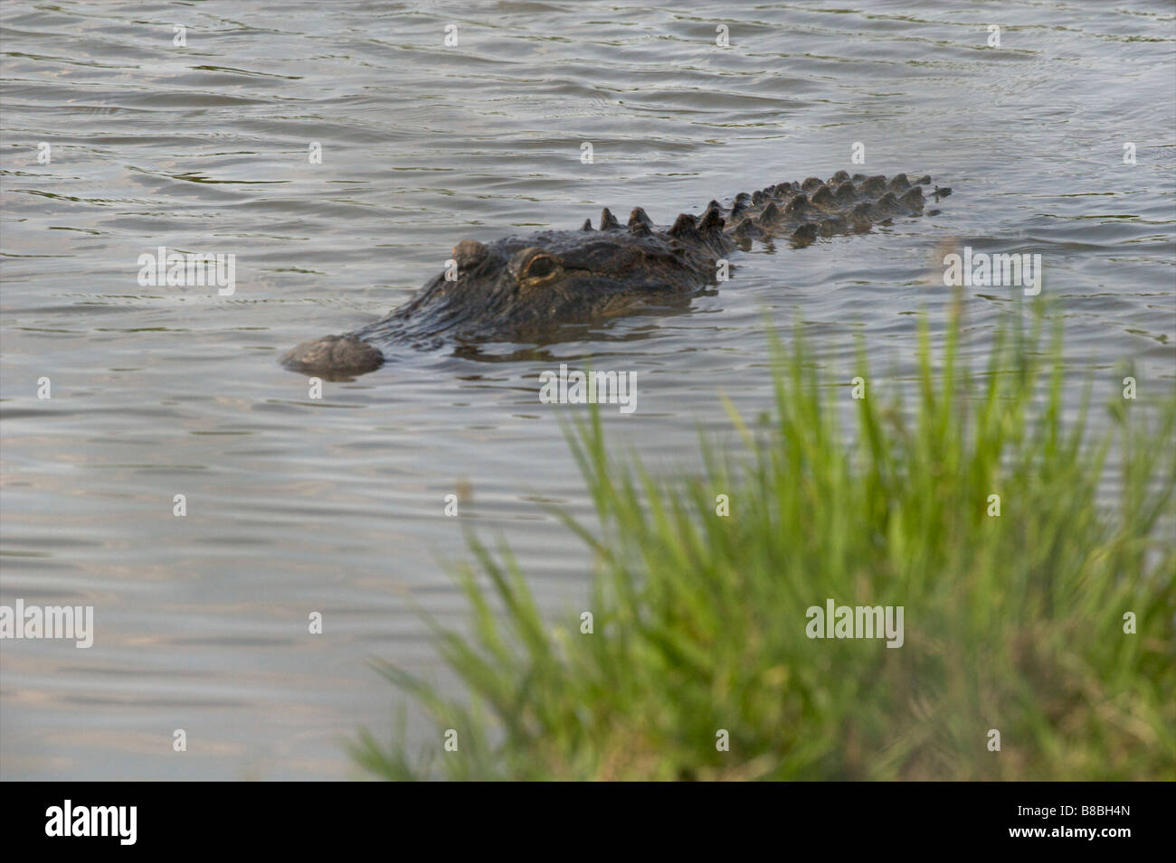 alligator in swamp water Stock Photo - Alamy