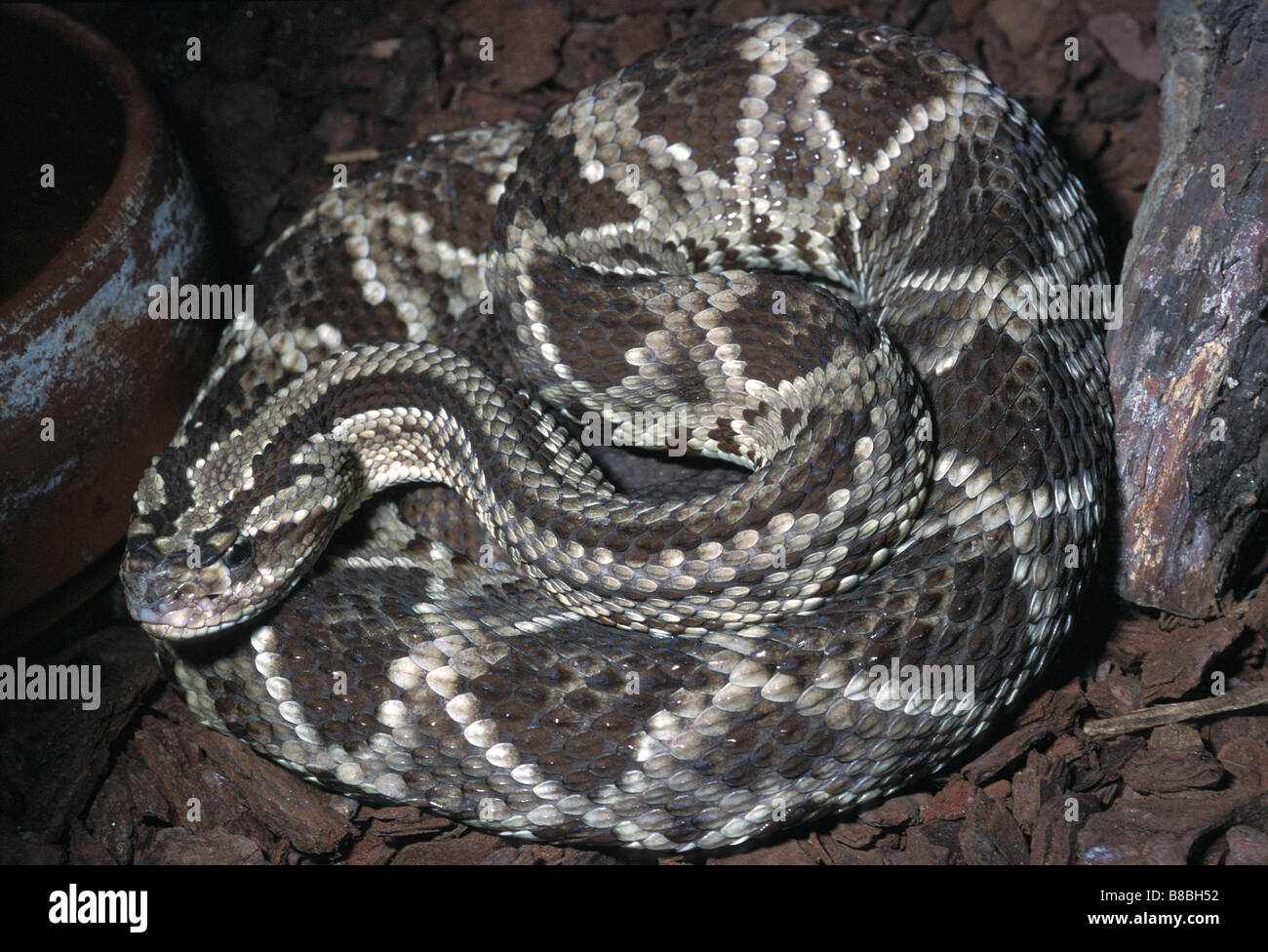 South American Rattle Snake "Cascavel" Crotalus durissus, Brazil Stock ...