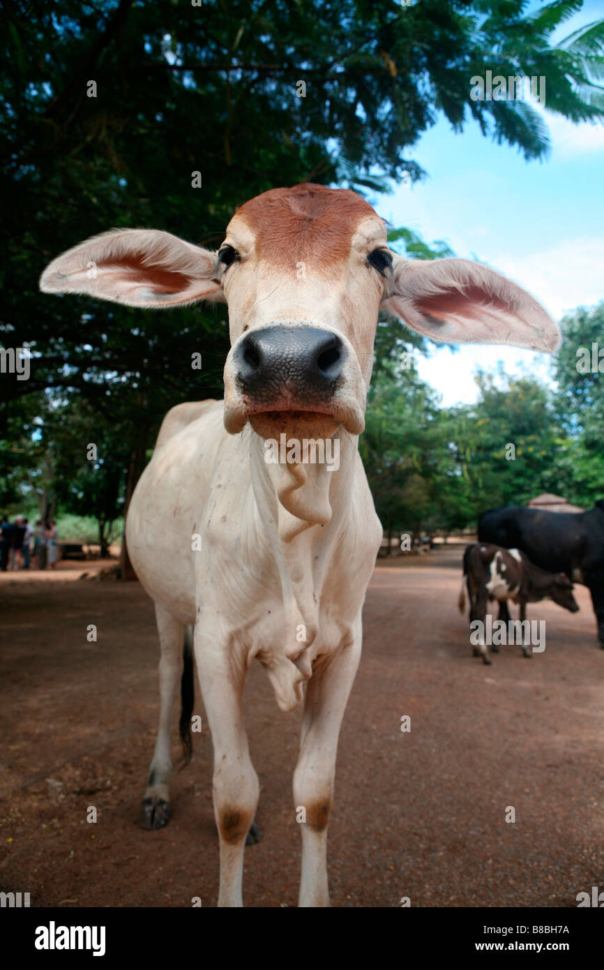 Portrait Cow Stock Photo - Alamy