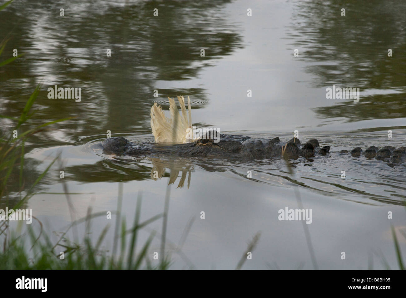 alligator in swamp water with prey Stock Photo - Alamy