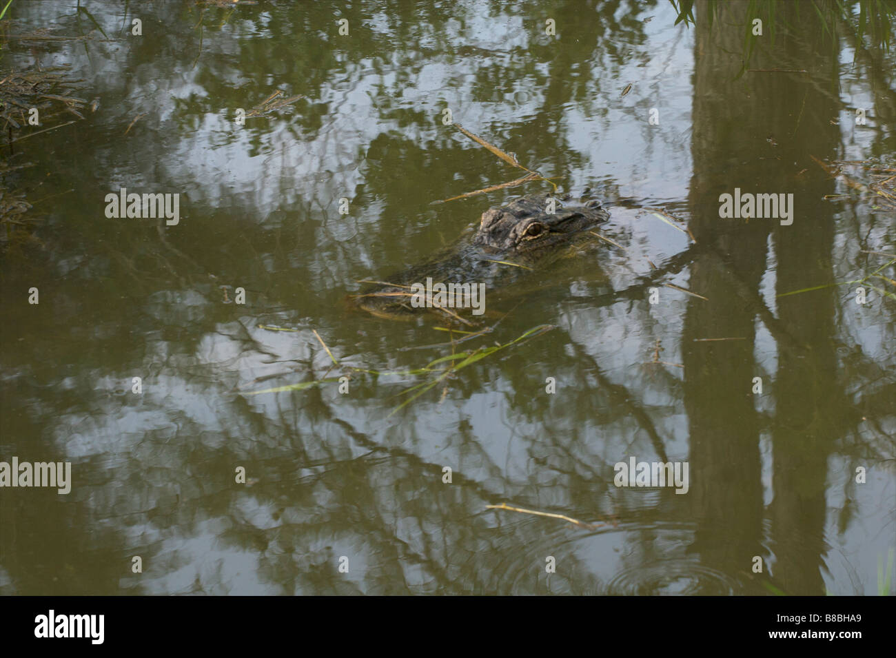 alligator in swamp water Stock Photo - Alamy