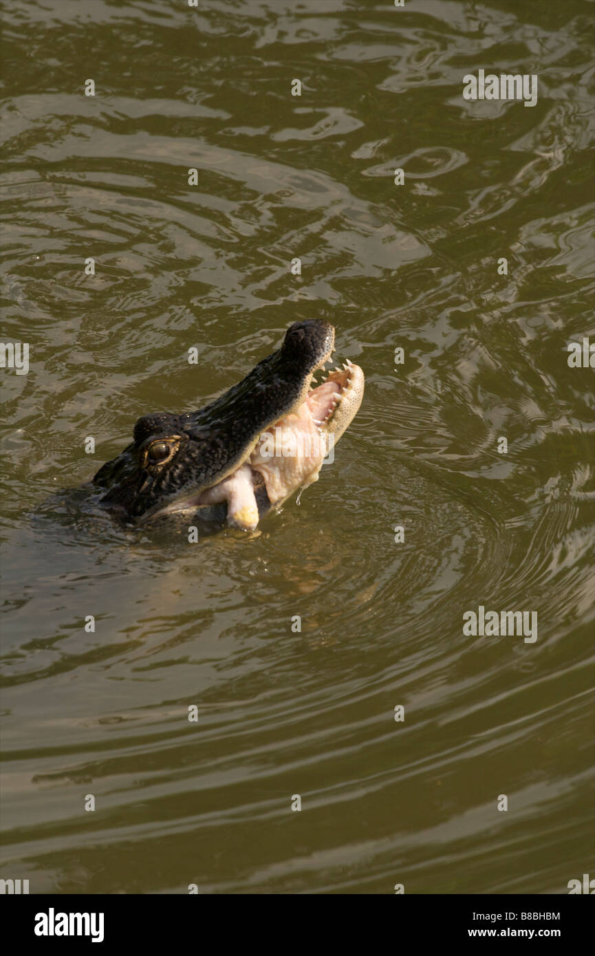 alligator in swamp water eating prey Stock Photo - Alamy