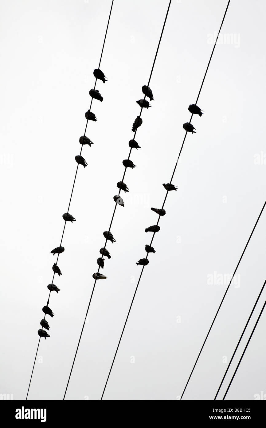 Birds Hydro Wires Stock Photo - Alamy