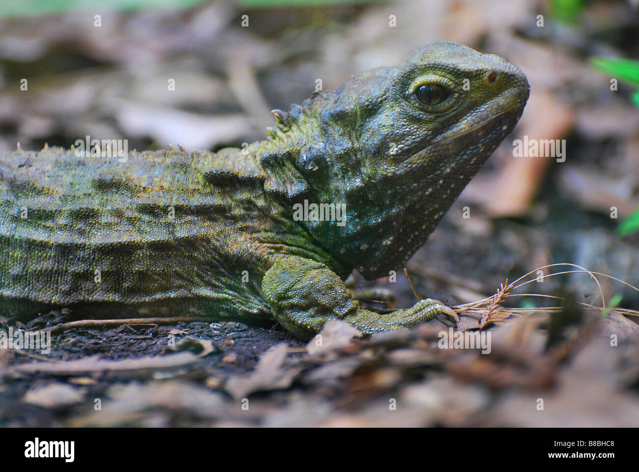 The Tuatara - native New Zealand Lizard Stock Photo - Alamy