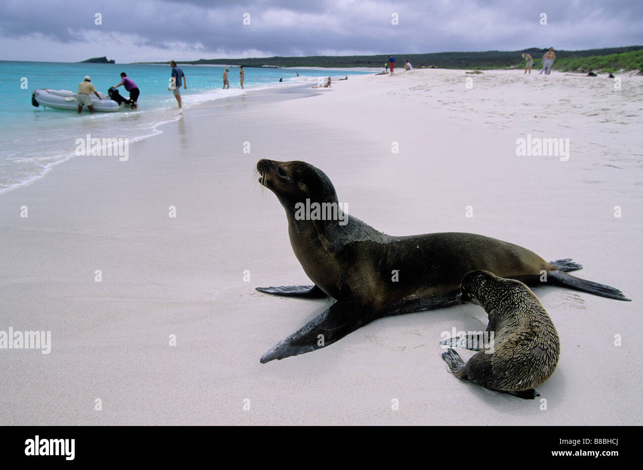 Sea Lion tourists, Gardner Bay, Espanola Island, Galapagos Archipelago ...