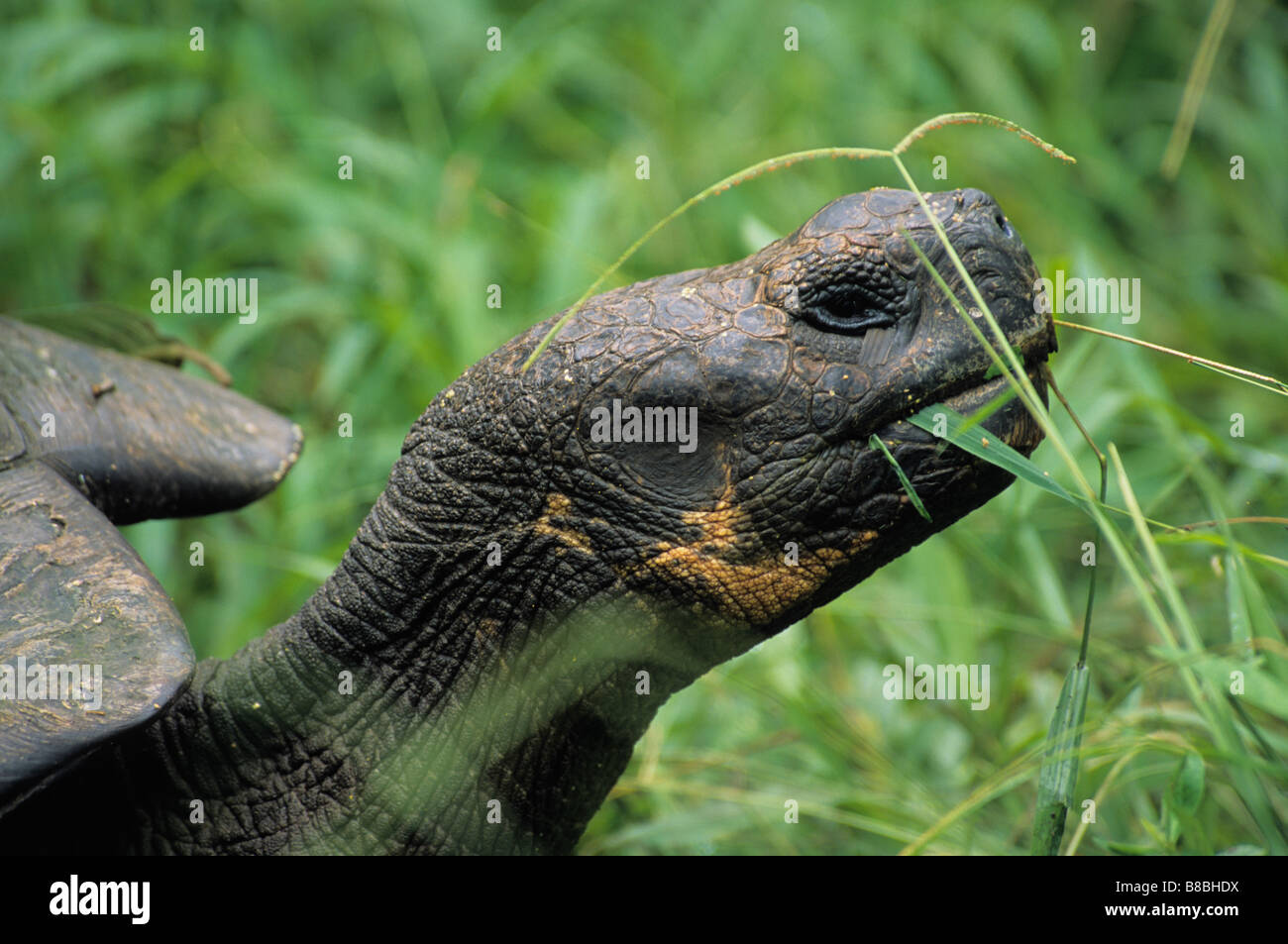 Wild Giant Galapagos Tortoise, Santa Cruz Island, Galapagos Archipelago ...