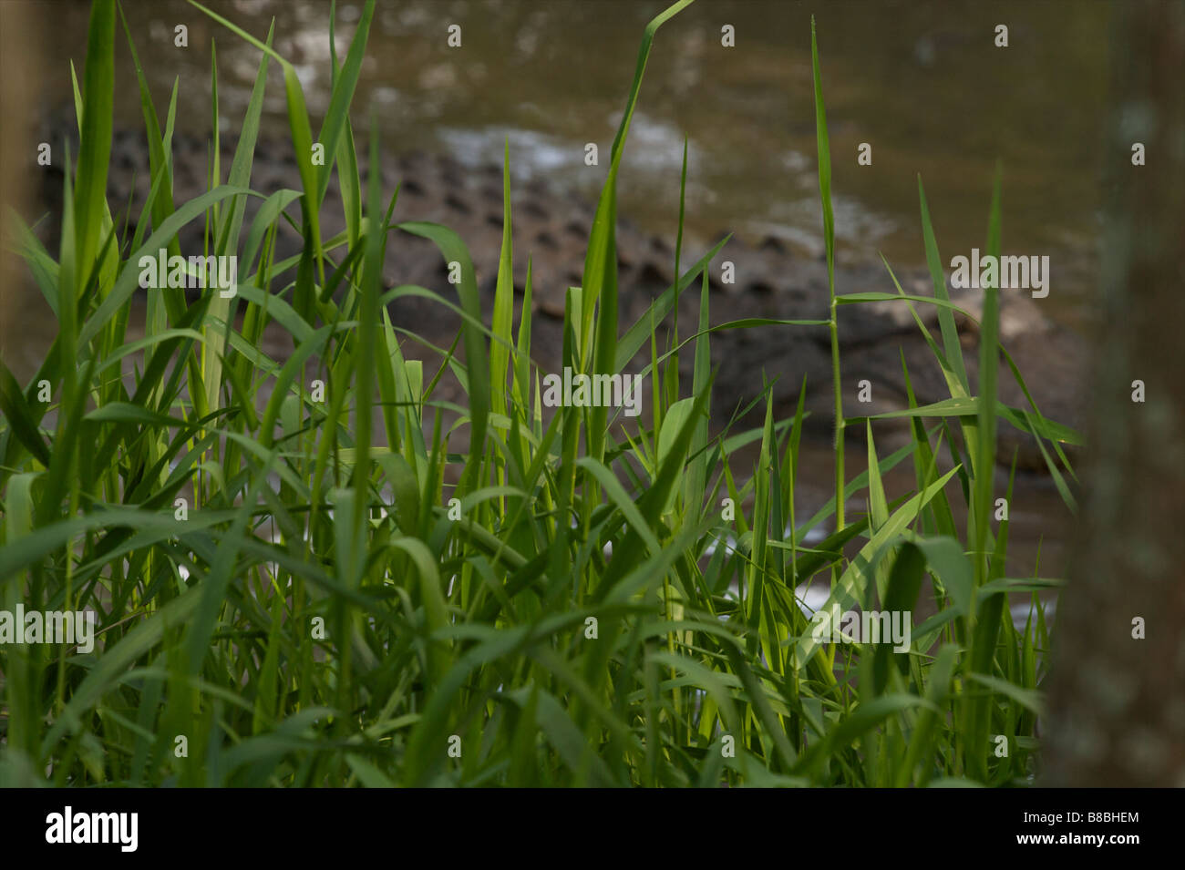alligator in swamp water Stock Photo - Alamy