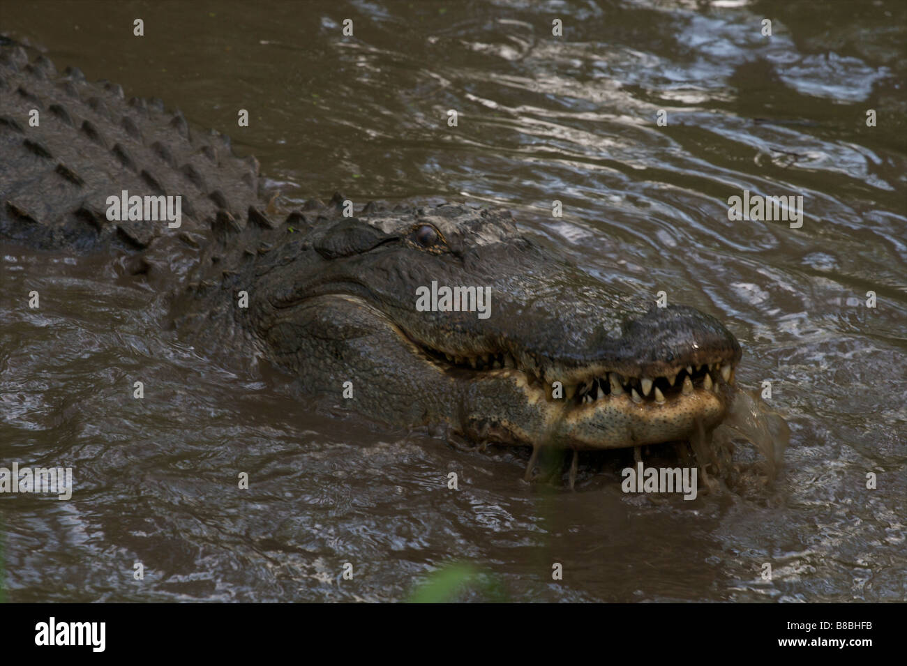 alligator in swamp water Stock Photo - Alamy