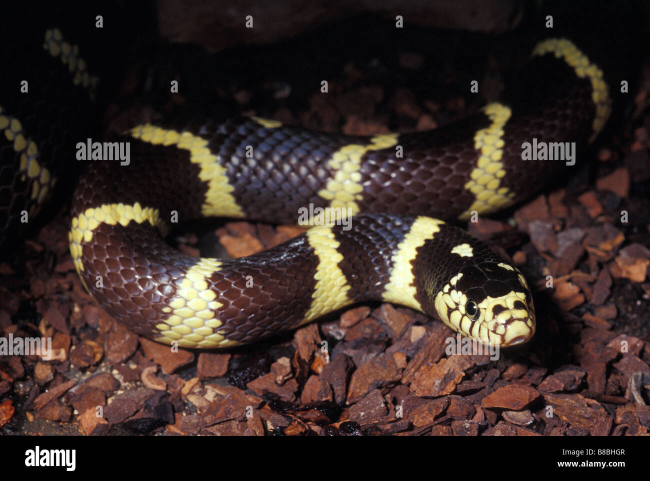 Milk snake lampropeltis getula californiae hi-res stock photography and ...