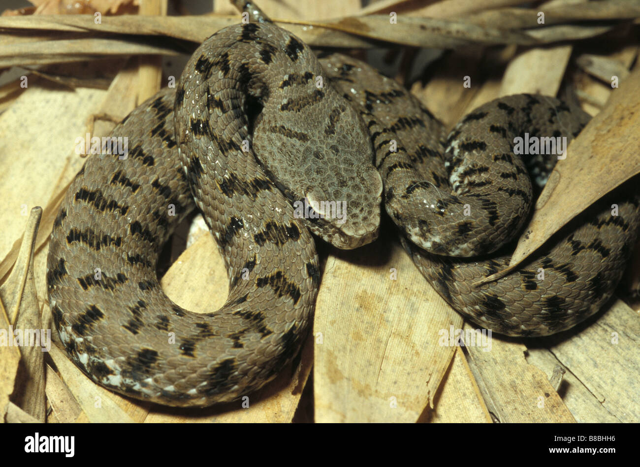 Italian Snakes In Italy at Janita Huang blog