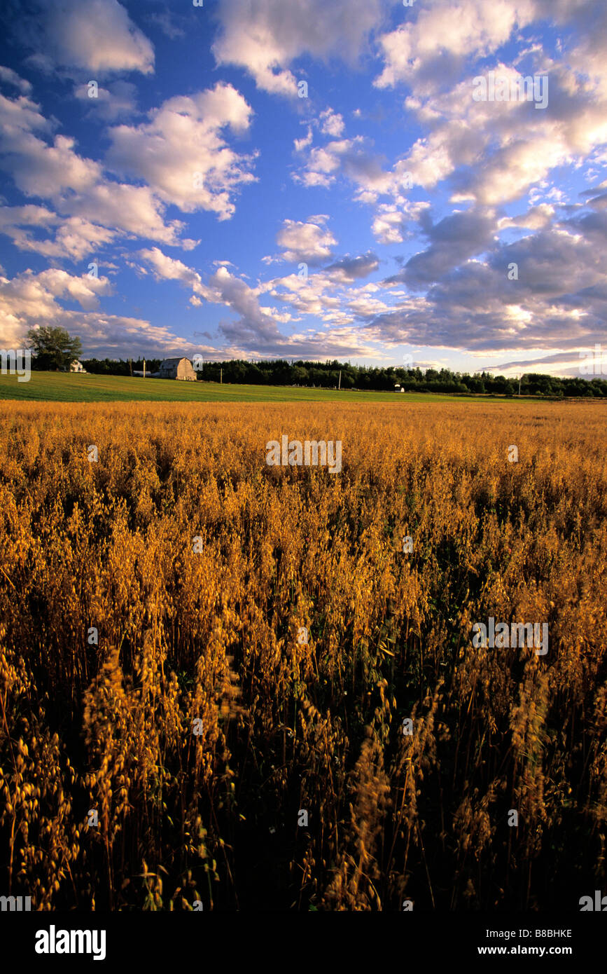 Minas Basin, Colchester Country Nova Scotia Stock Photo - Alamy