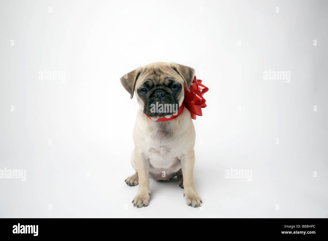 Red ribbon around neck hi-res stock photography and images - Alamy