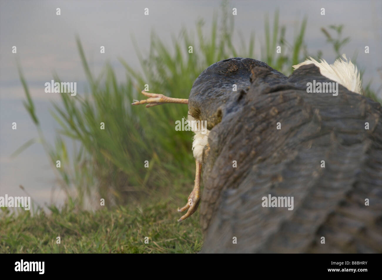 alligator eating a chicken Stock Photo - Alamy