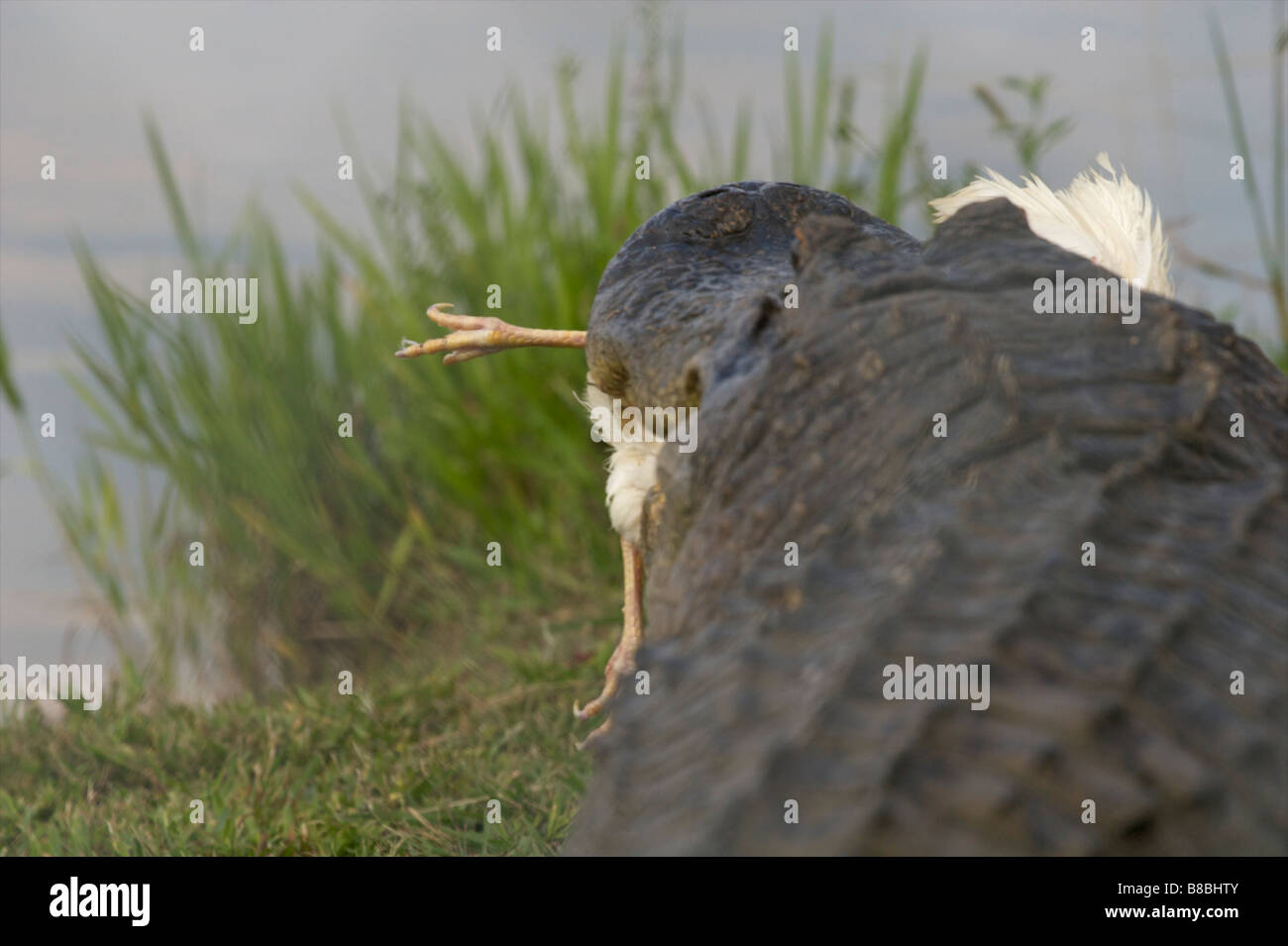 Alligator eating chicken hi-res stock photography and images - Alamy