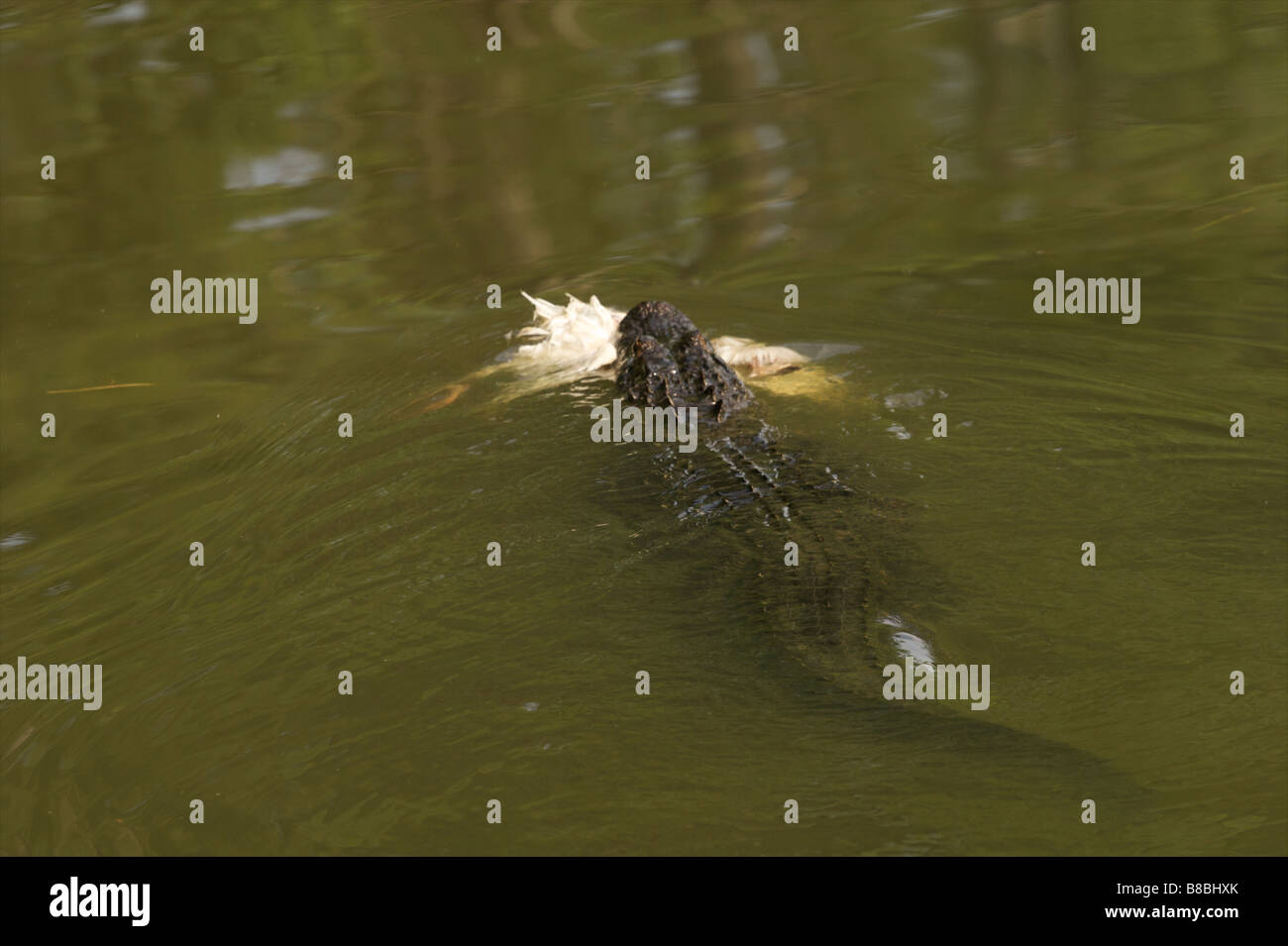 alligator in swamp water eating prey Stock Photo - Alamy