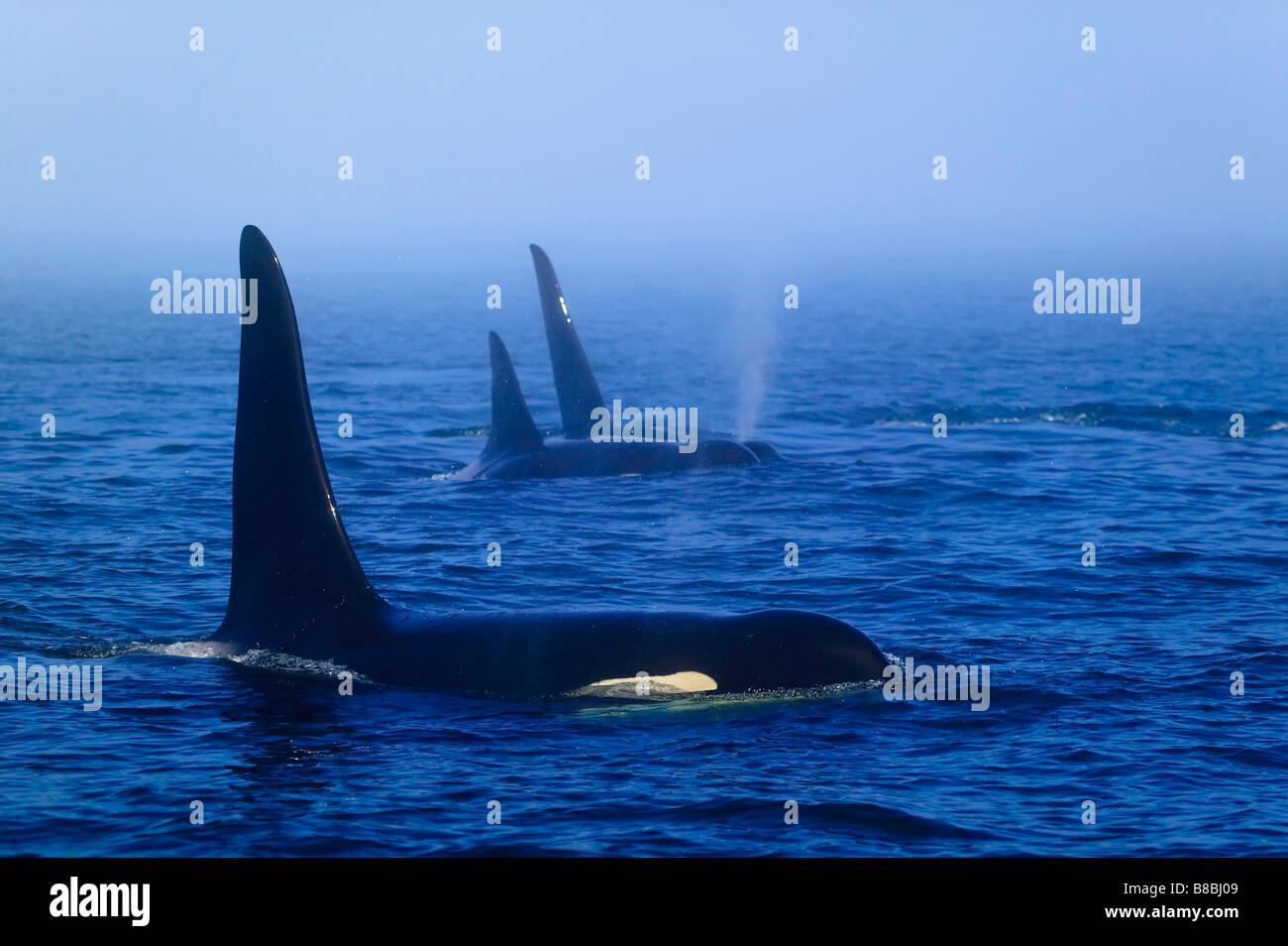 Northern resident Killer Whale (Orcinus orca) family traveling through ...