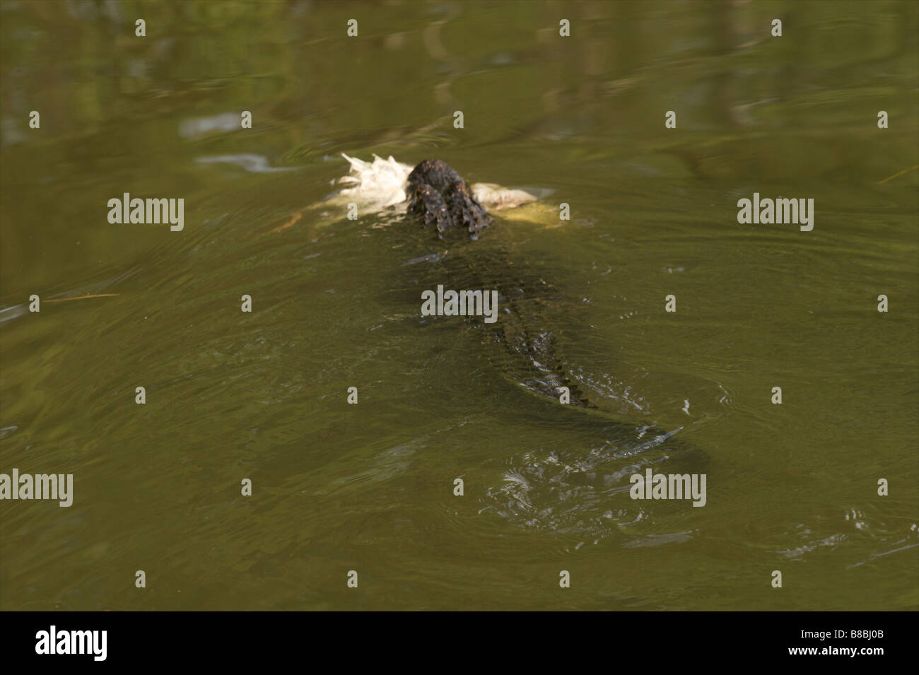 alligator in swamp water with prey Stock Photo - Alamy