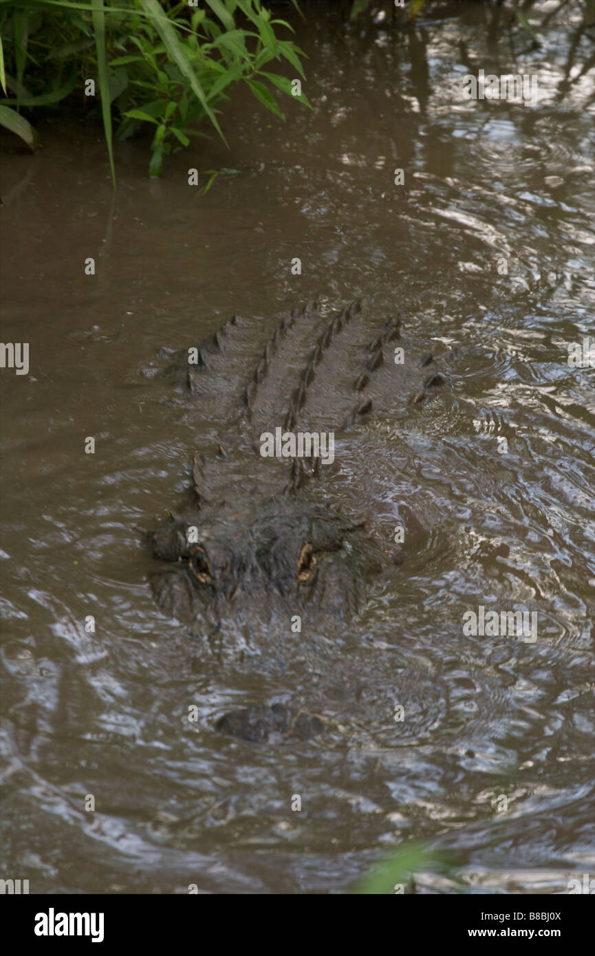 alligator in swamp water Stock Photo - Alamy