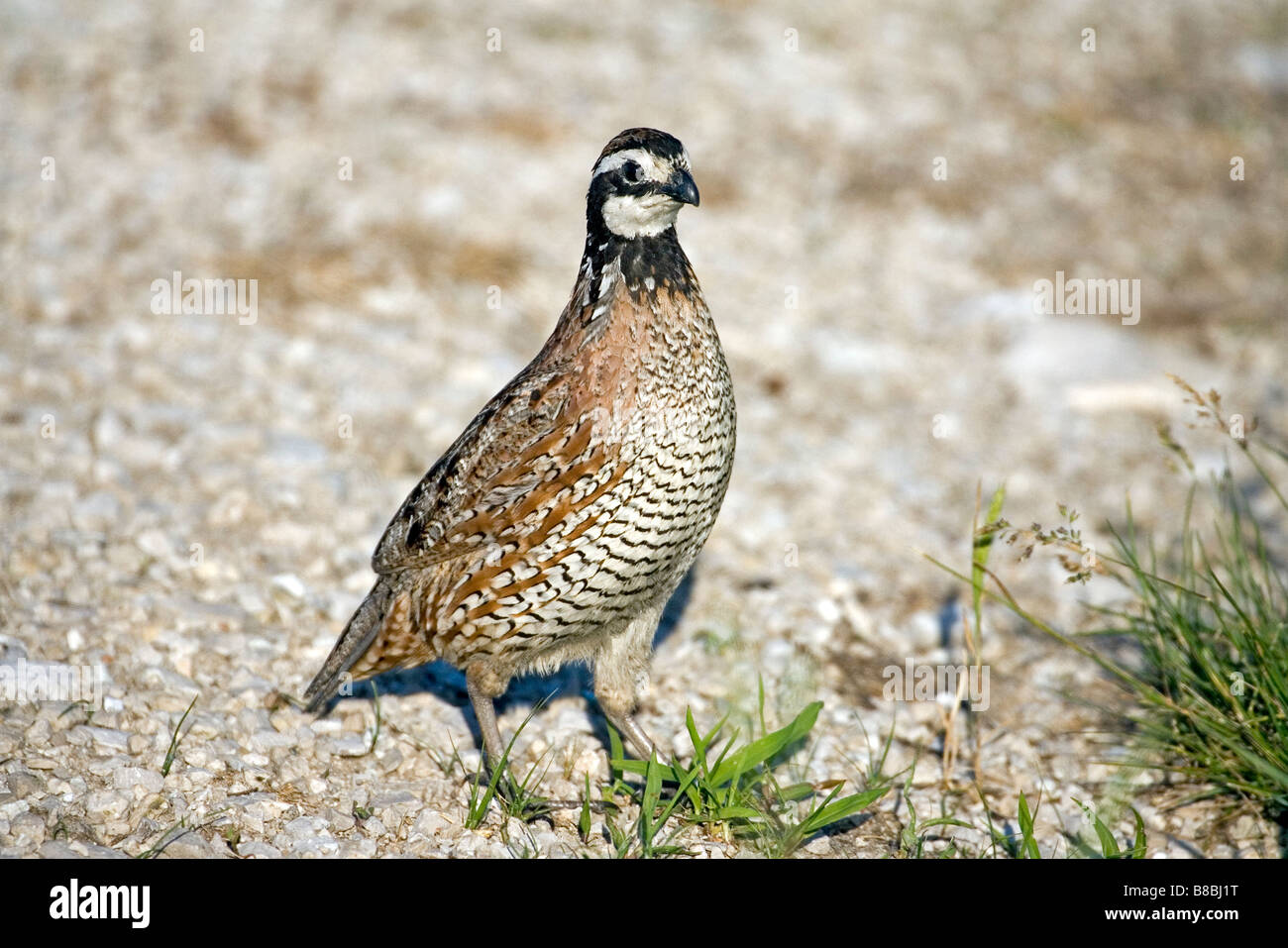 Northern Bobwhite Colinus virginianus St Louis Missouri United States ...