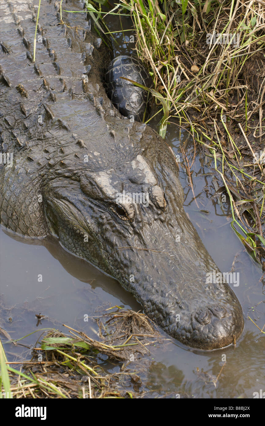 alligator in swamp water Stock Photo - Alamy