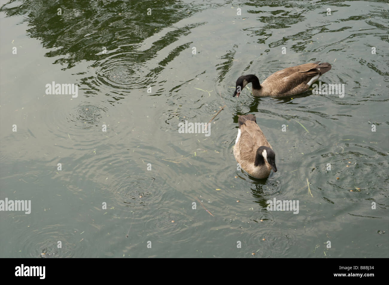two geese in pond Stock Photo - Alamy