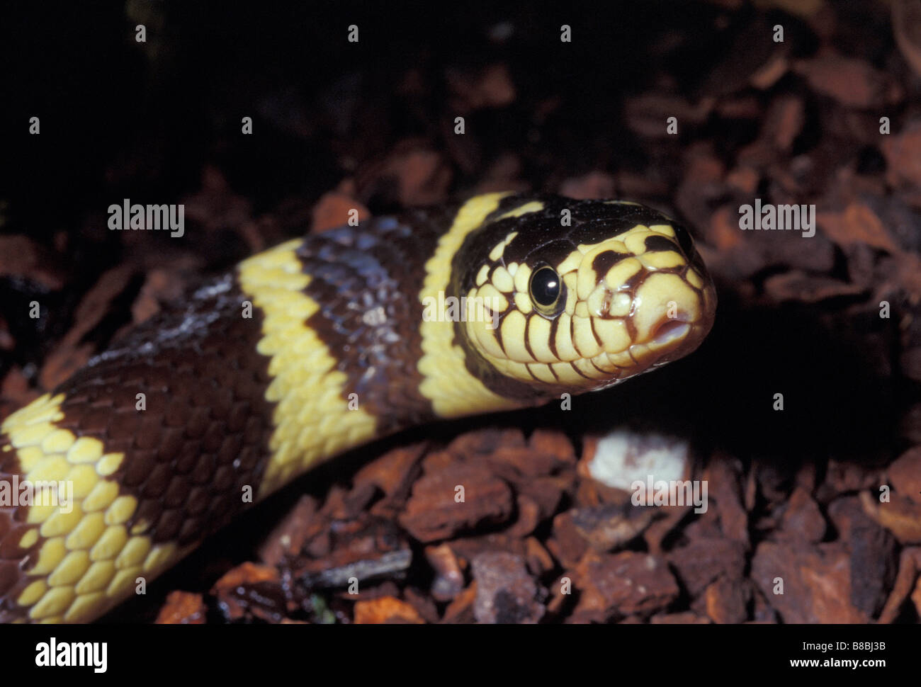 Milk snake lampropeltis getula californiae hi-res stock photography and ...