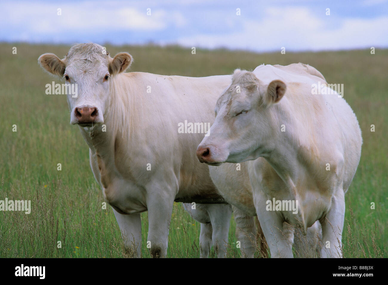 Cattle pasture, Southern Saskatchewan Stock Photo - Alamy