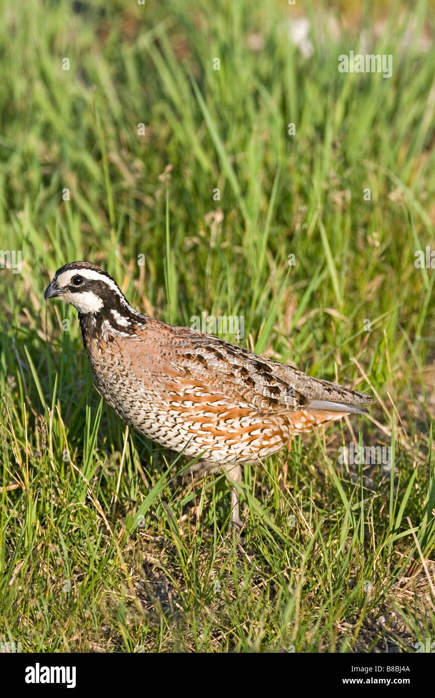 Northern Bobwhite Colinus virginianus St Louis Missouri United States ...